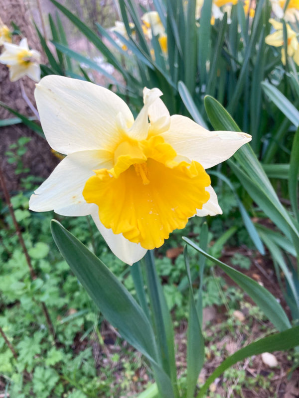 All About Daffodils - Little Bites Of Joy
