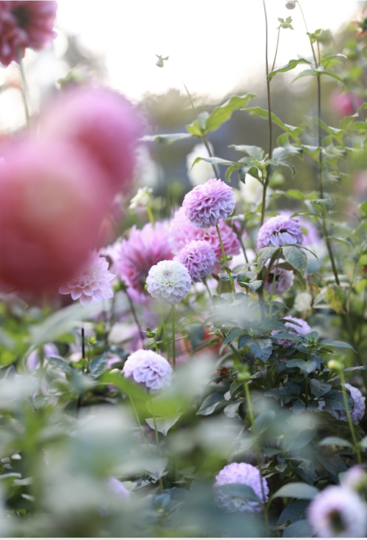 Our Dahlia List (Sale coming this spring) - Little Bites Of Joy