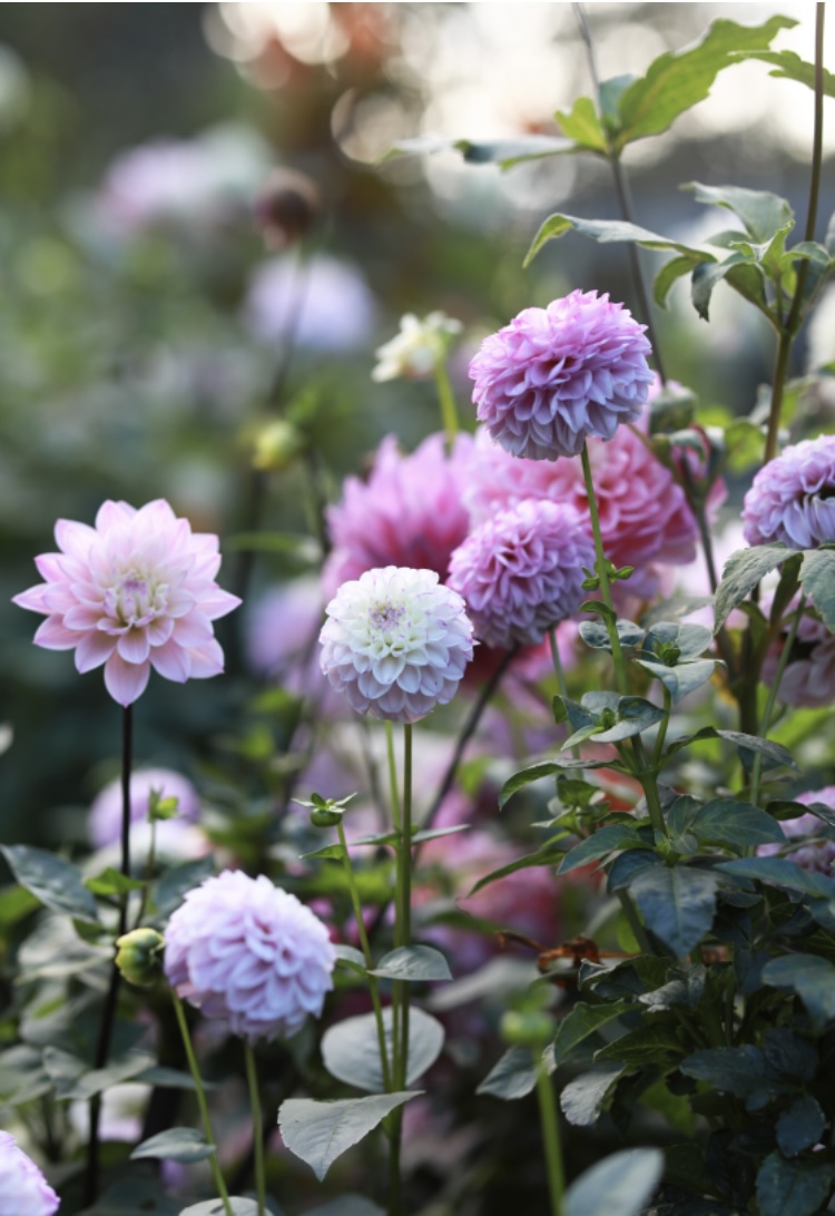 Our Dahlia List (Sale coming this spring) - Little Bites Of Joy