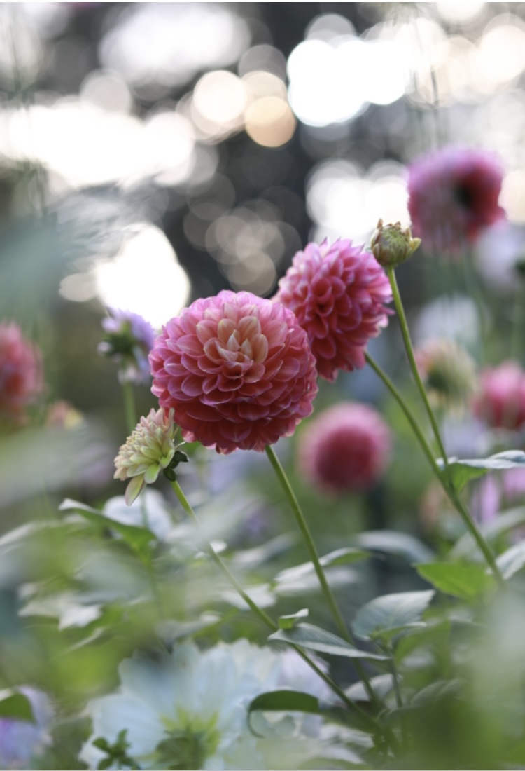 Our Dahlia List (Sale coming this spring) - Little Bites Of Joy
